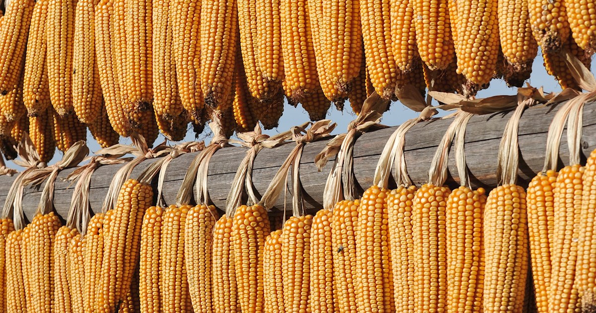 Corns of the World: 9 Corn Types | TasteAtlas