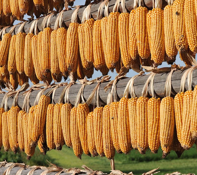Corns of the World: 12 Corn Types | TasteAtlas