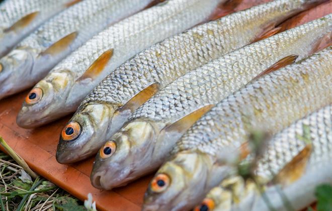 European Freshwater Fish: 31 Freshwater Fish Types in Europe | TasteAtlas