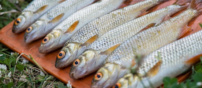 German Fishes: 7 Fish Types in Germany | TasteAtlas