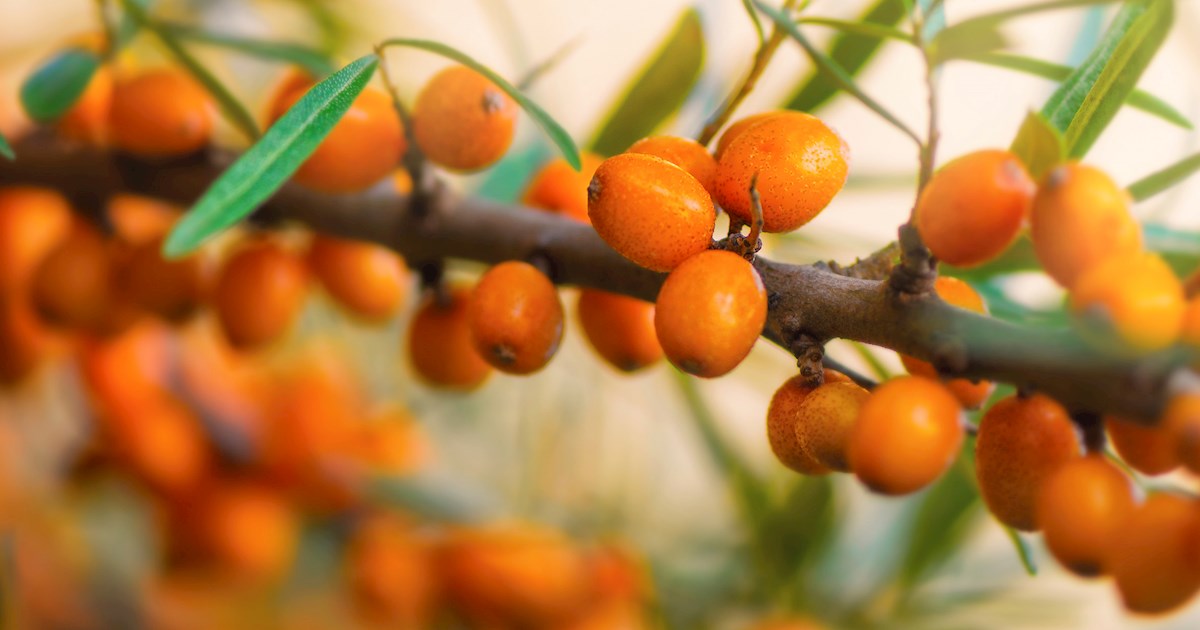 Uvs Chatsargana | Local Sea Buckthorn From Uvs Province, Mongolia