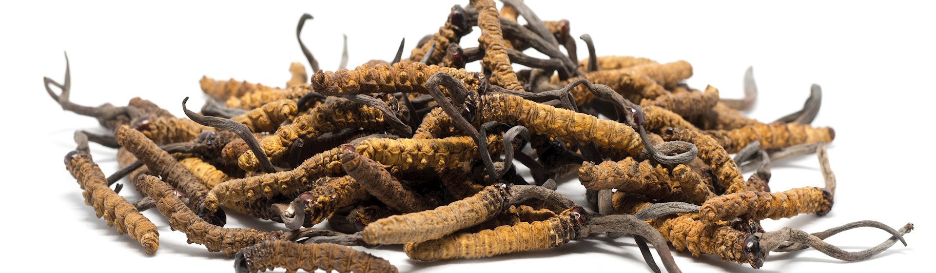 Top 3 Chinese Fungi - TasteAtlas