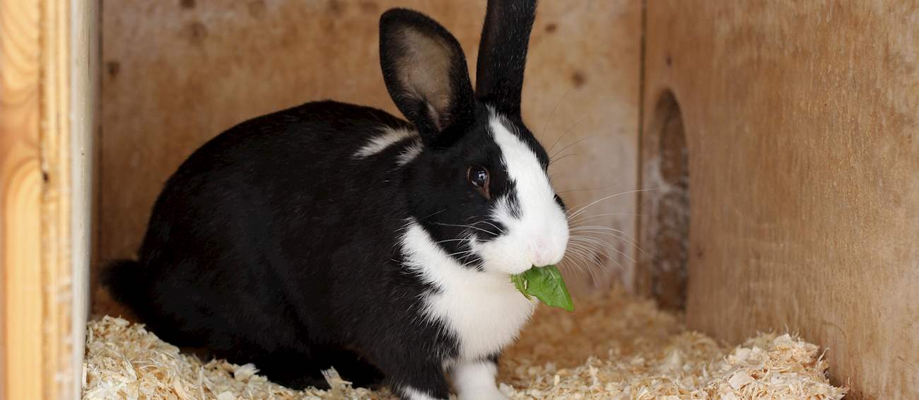 Mellerud Rabbit | Local Rabbit From Gotland County, Sweden