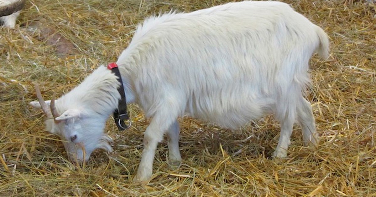 Lapp Goat | Local Goat From Västerbotten County, Sweden