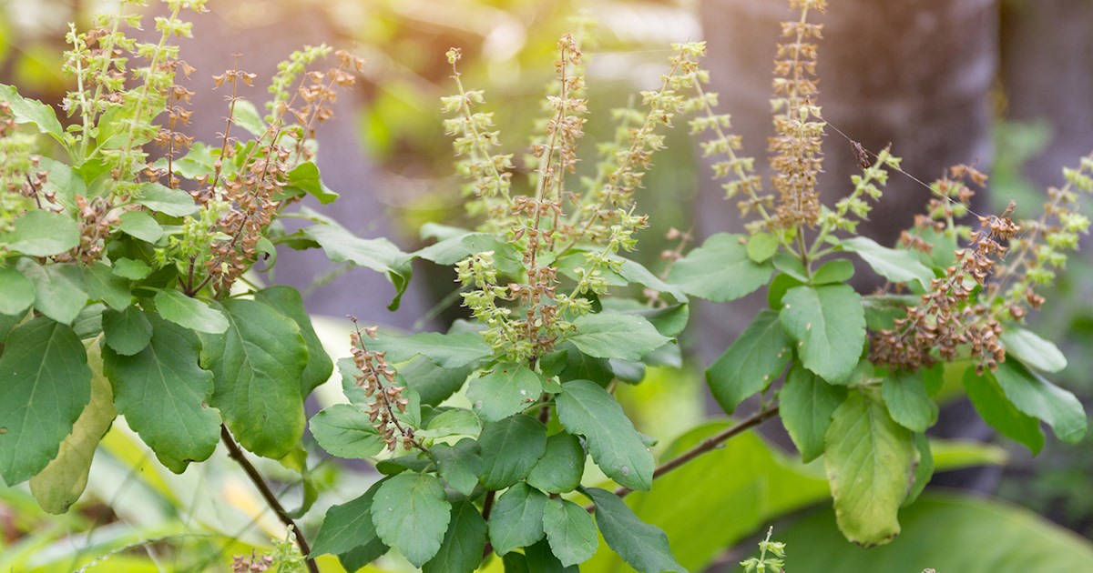 Tulsi | Local Basil From India