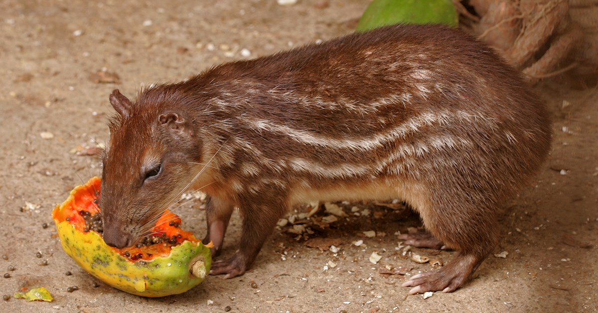 Lowland Paca | Local Rodent From South America