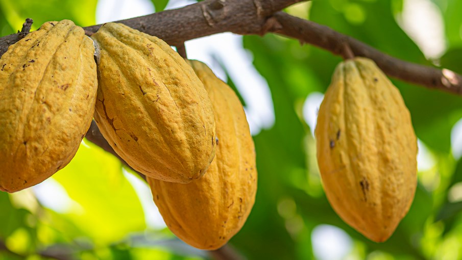 3 Best Cocoa Beans in Brazil - TasteAtlas