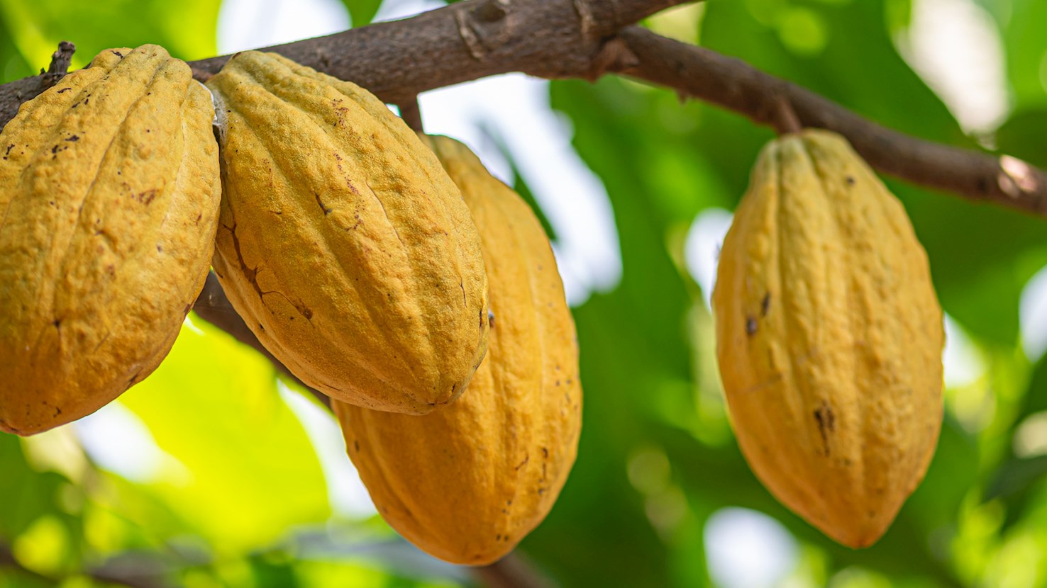 3 Best Cocoa Beans in Brazil - TasteAtlas
