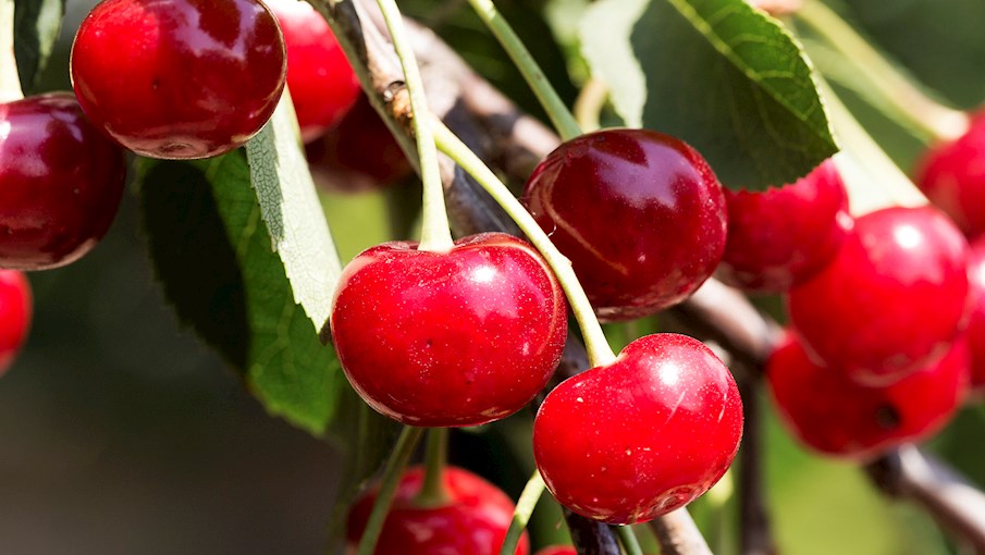 4 Best Fruits in Croatia - TasteAtlas