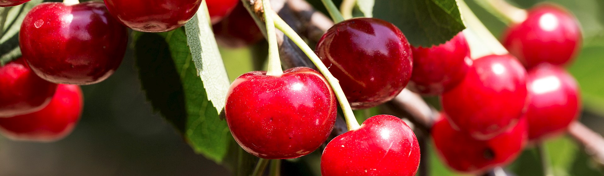4 Best Cherries in Central Europe - TasteAtlas