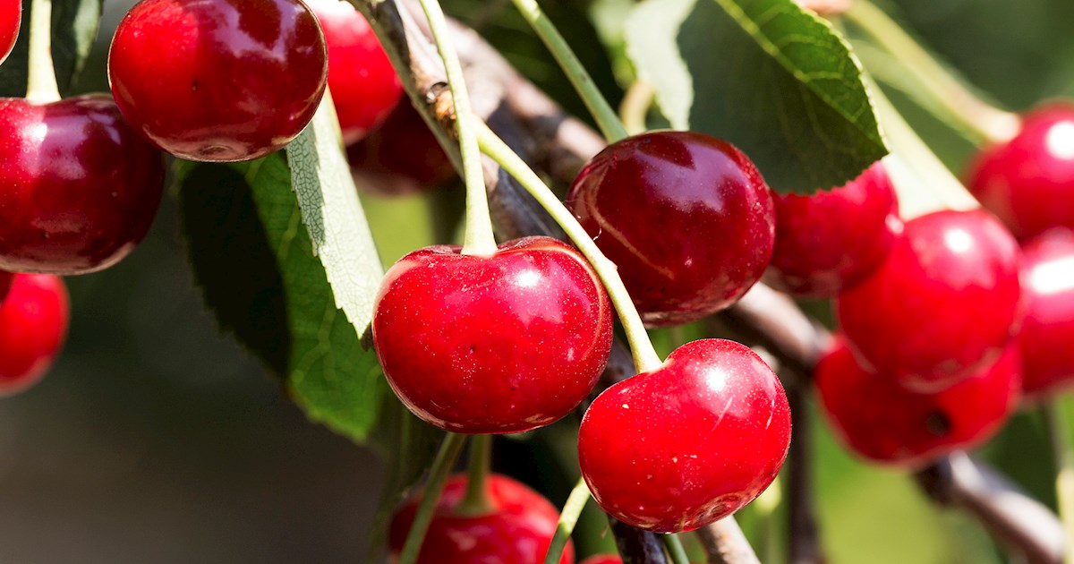 5 Best Fruits in Croatia - TasteAtlas