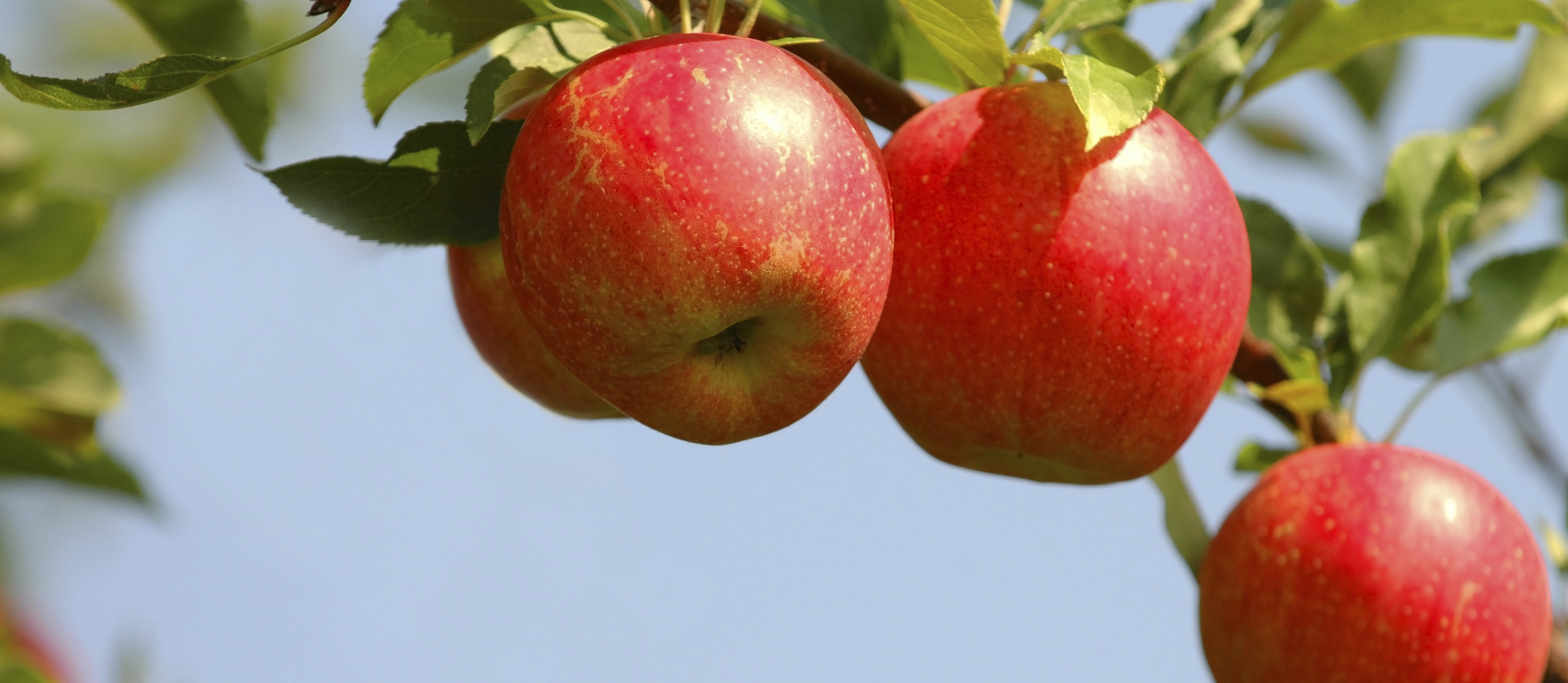 Splendour | Local Apple From New Zealand