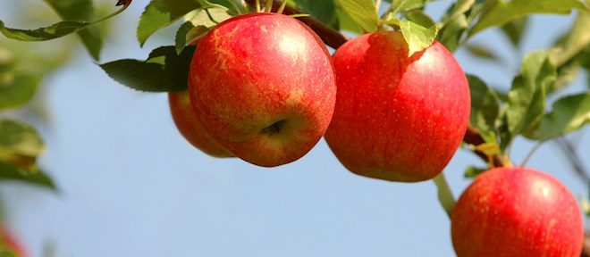New Zealand Fruits: 14 Fruit Types in New Zealand | TasteAtlas