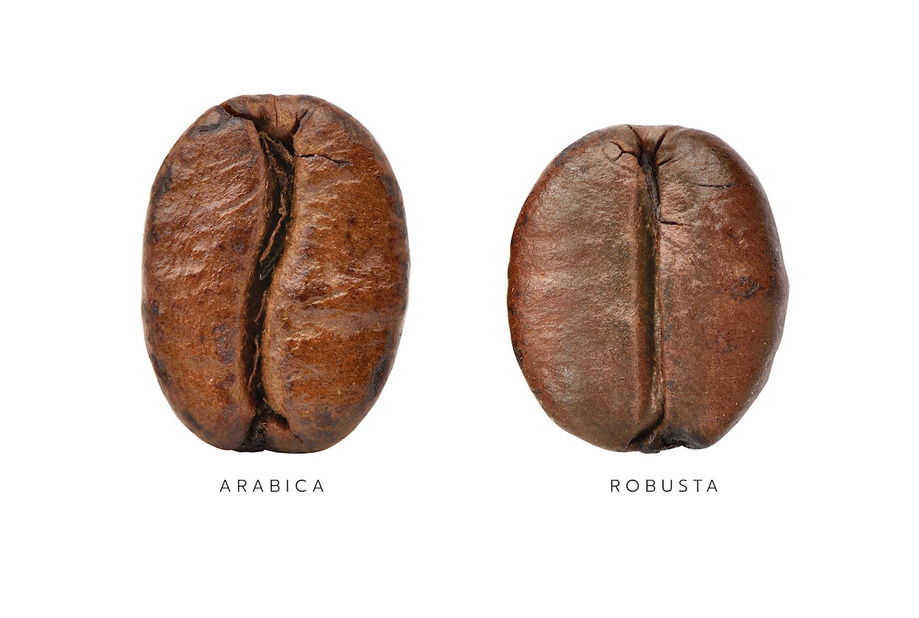 Robusta | Local Coffee Beans From Democratic Republic of the Congo