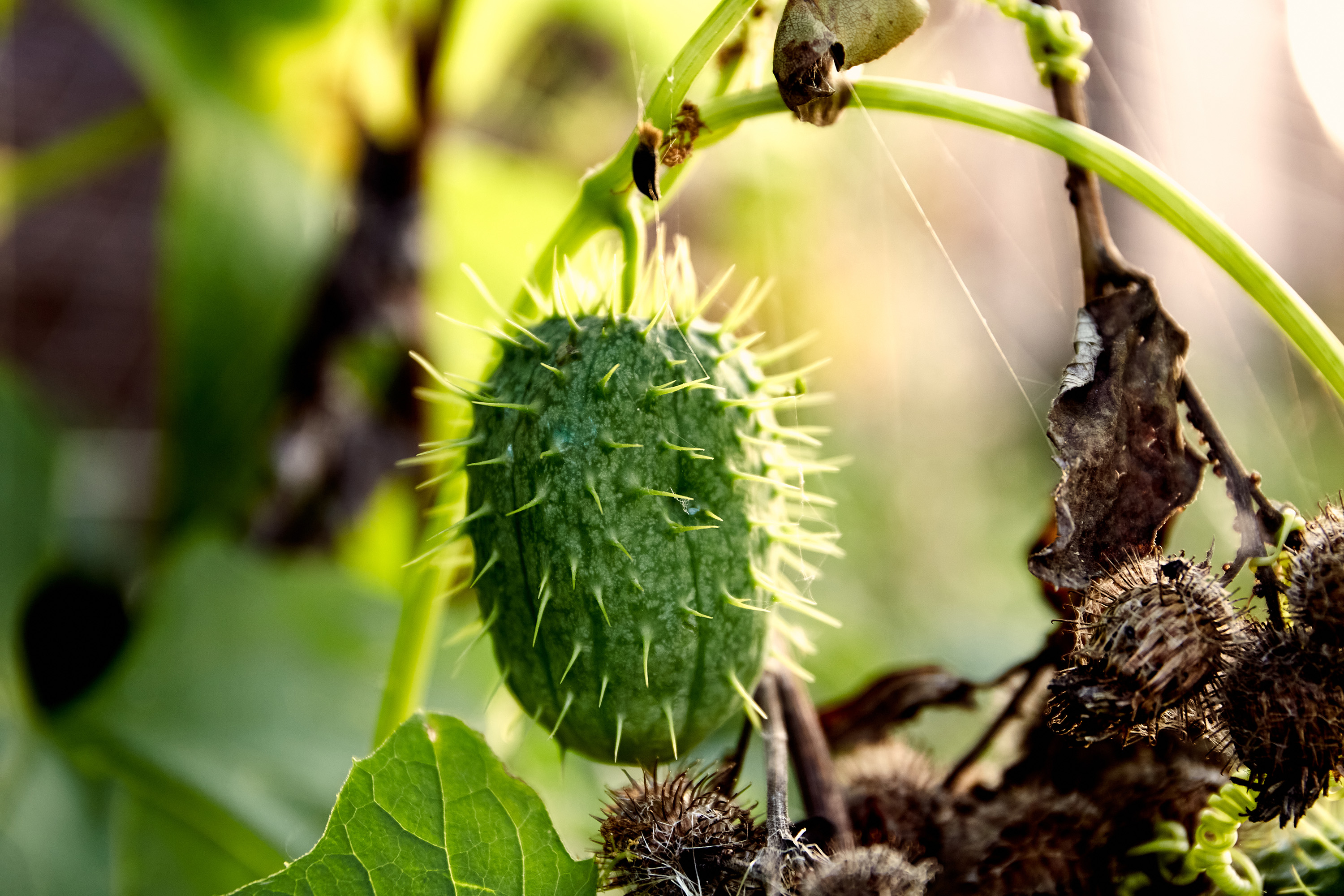 Cuchinito | Local Tropical Fruit From Mexico