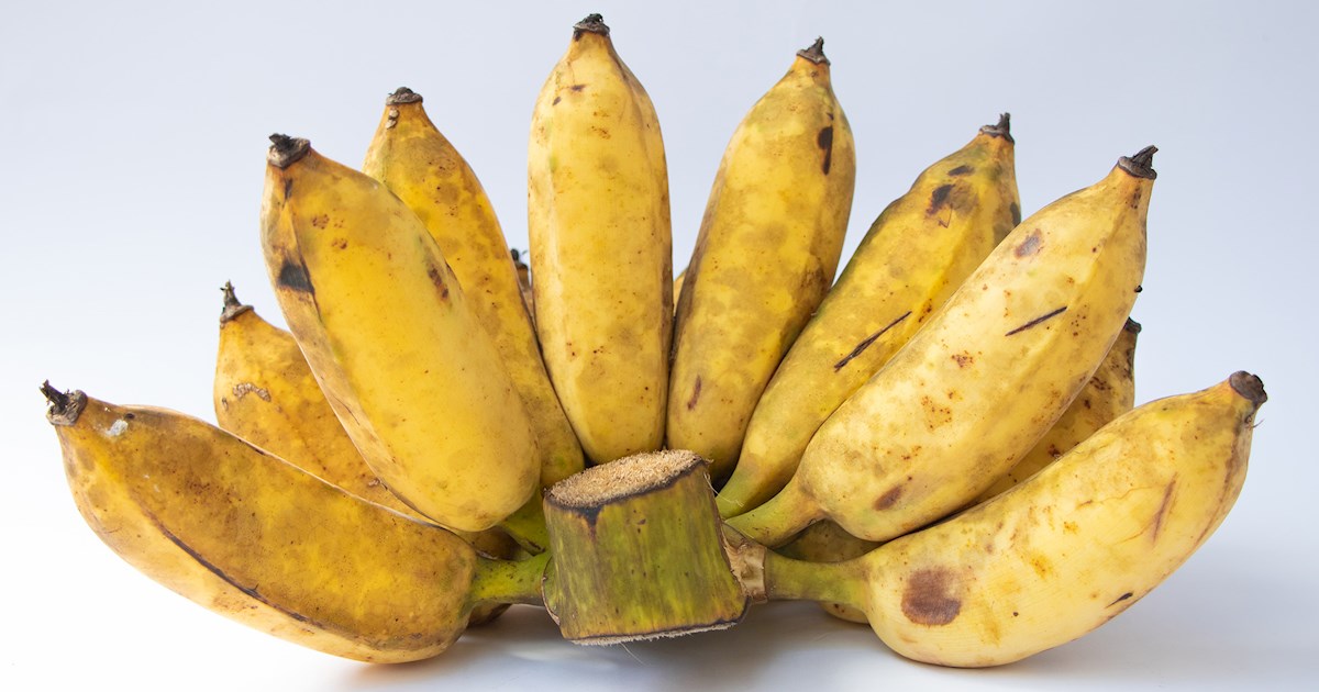Pisang Raja | Local Banana From Indonesia, Southeast Asia