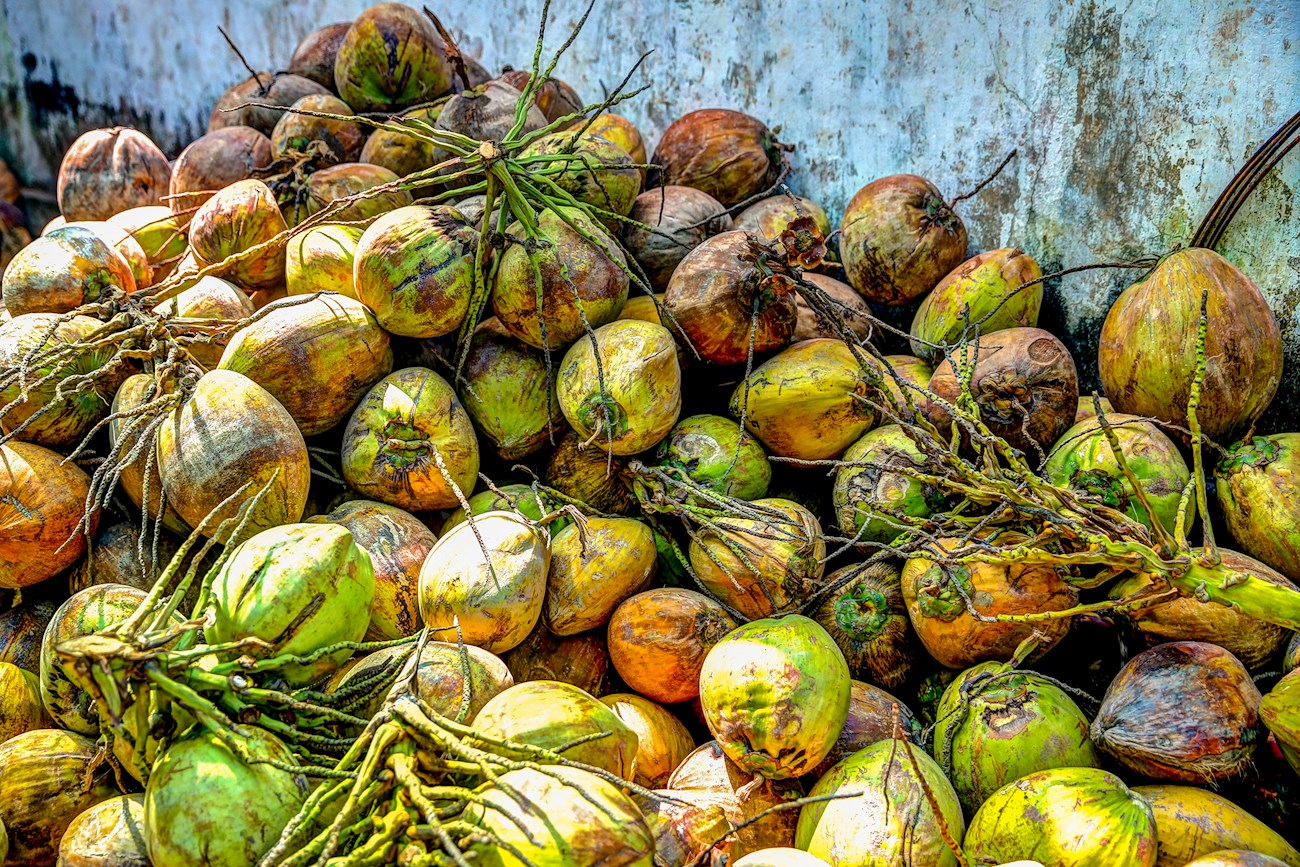 Ben Tre Coconut | Local Coconut From Bến Tre Province, Southeast Asia