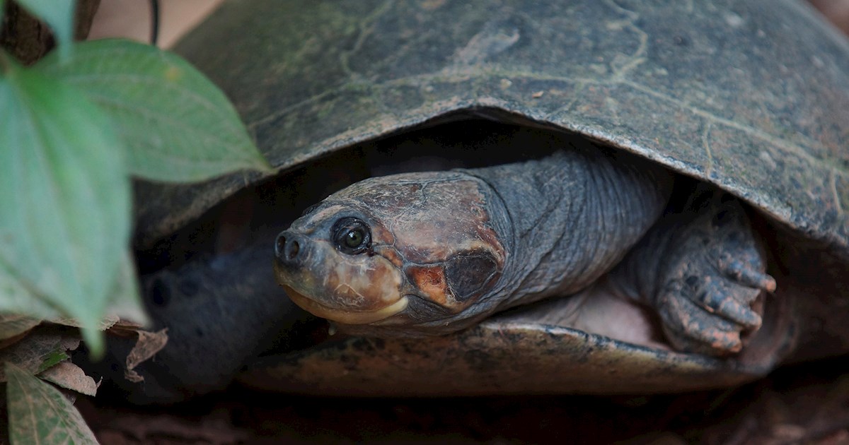 Charapa Turtle | Local Turtle From Ecuador