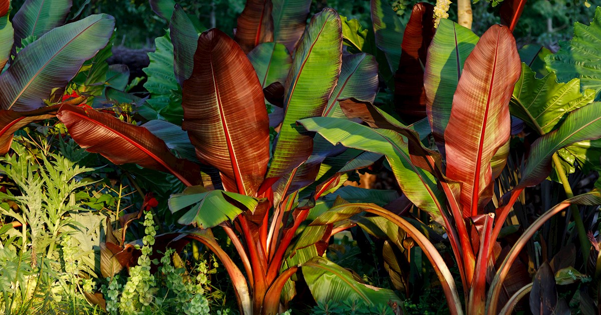 Enset | Local Plant From Ethiopia