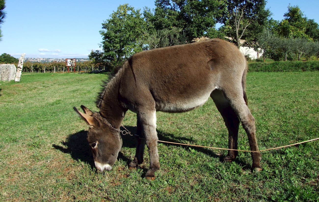 Istarski Magarac | Local Donkey From Istria, Croatia
