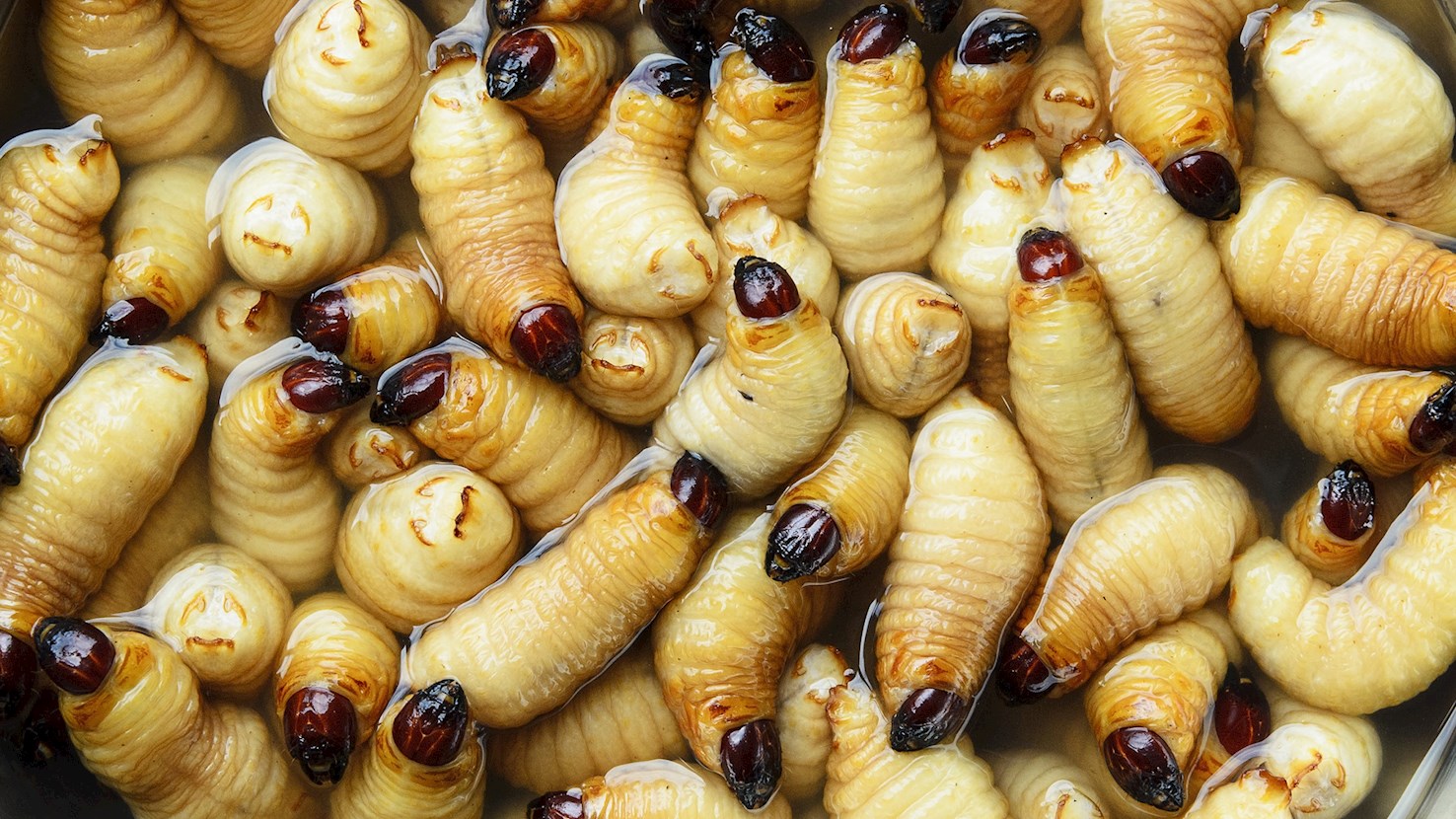 5 Best Insects in the World - TasteAtlas