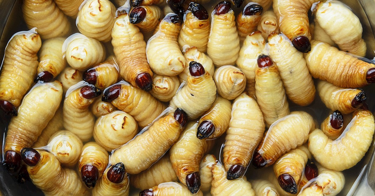 South American Palm Weevil Larvae | Local Insect From South America