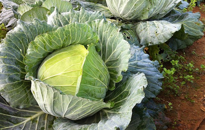 Leaf Vegetables of the World: 24 Leaf Vegetable Types | TasteAtlas