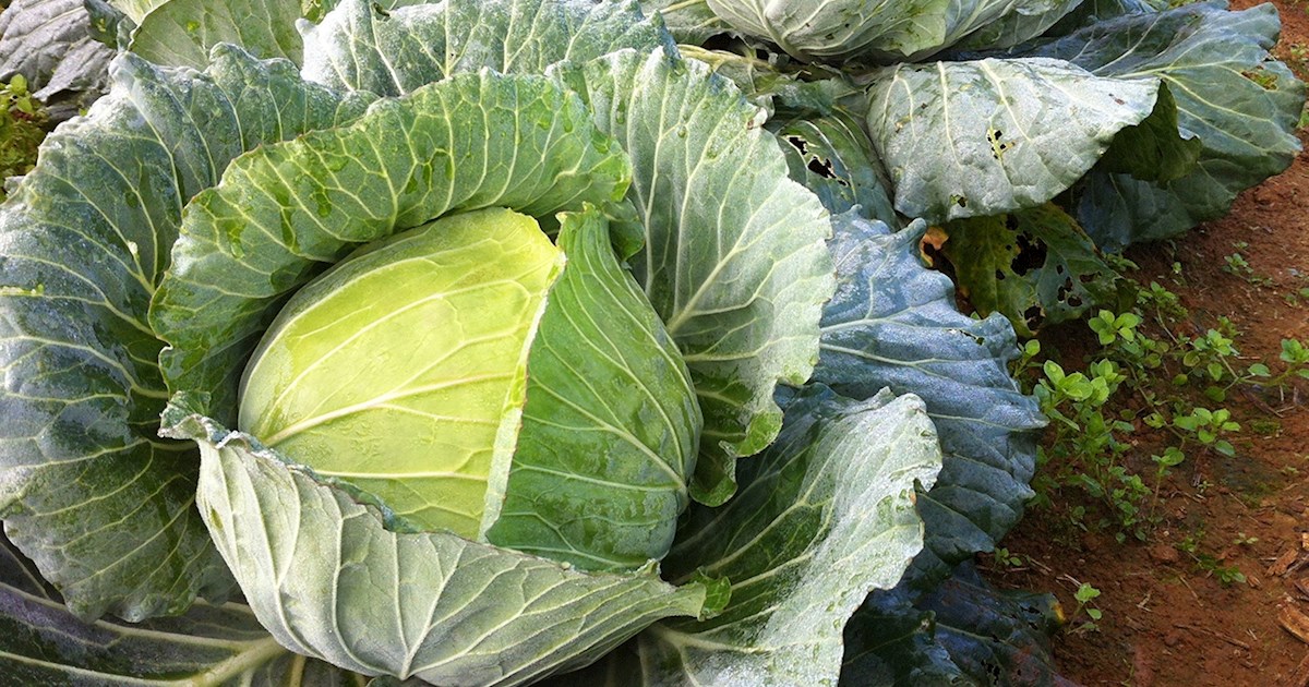 8 Best Wild Cabbage in Europe - TasteAtlas
