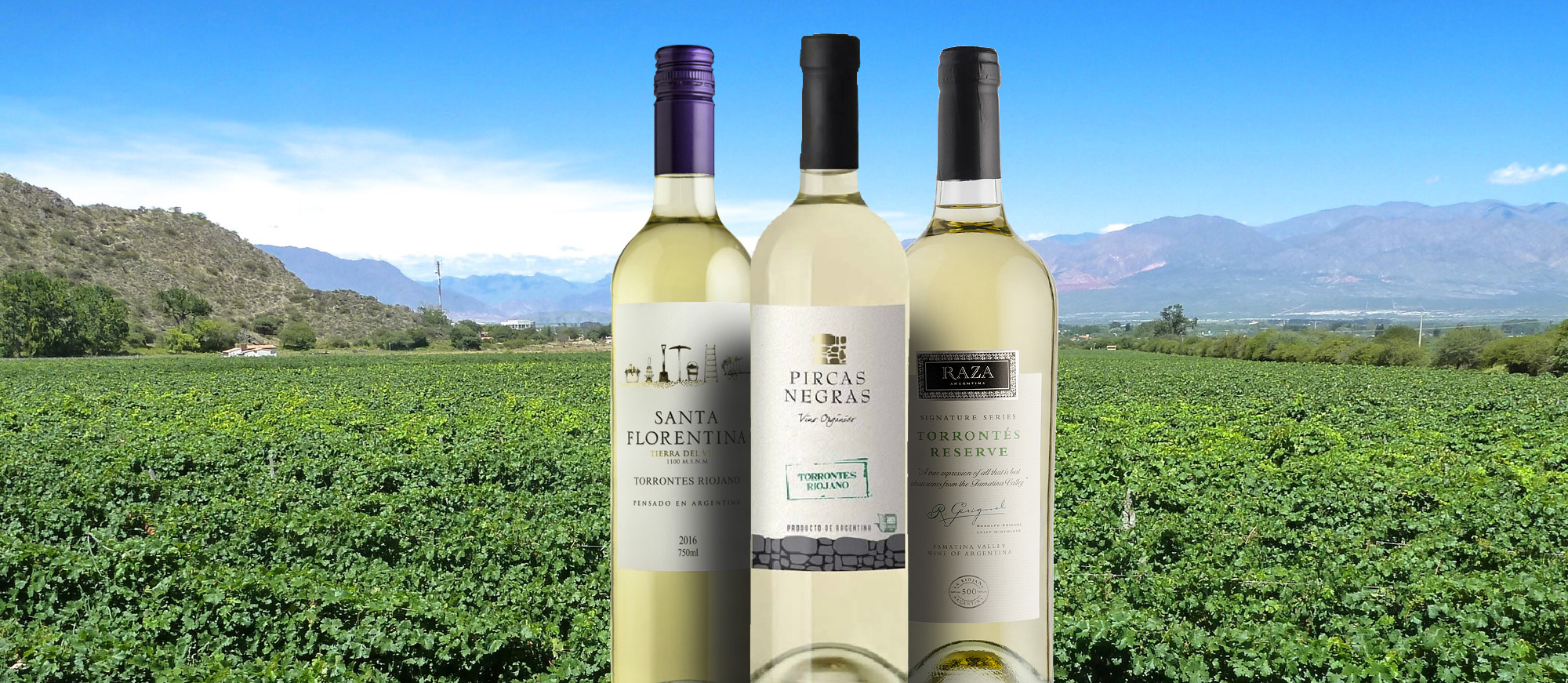 Torrontés Riojano | Local Wine Variety From La Rioja Province, Argentina