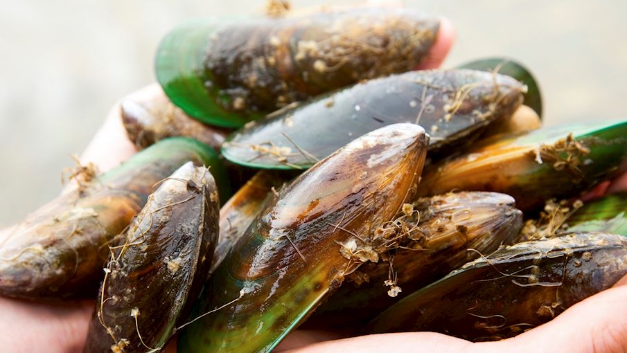 5 Best Seafood in New Zealand - TasteAtlas