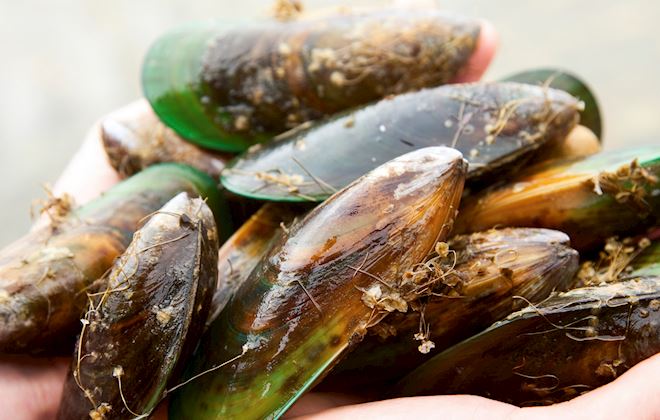 Shellfish of the World: 47 Shellfish Types | TasteAtlas