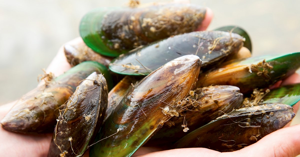 Green-lipped Mussels | Local Mussels From New Zealand