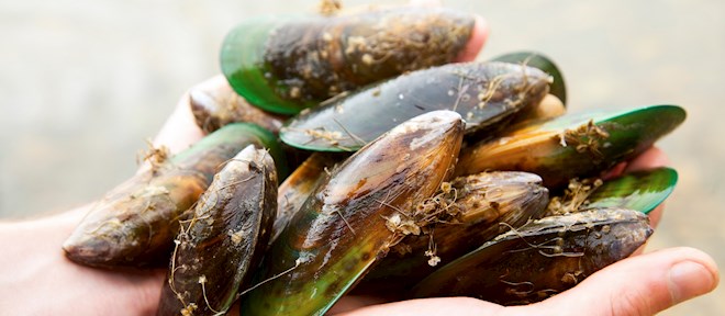 Mussels of the World: 9 Mussels Types | TasteAtlas