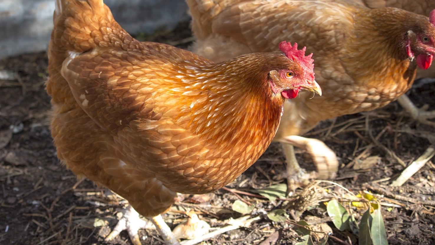 8 Best Chickens in France - TasteAtlas