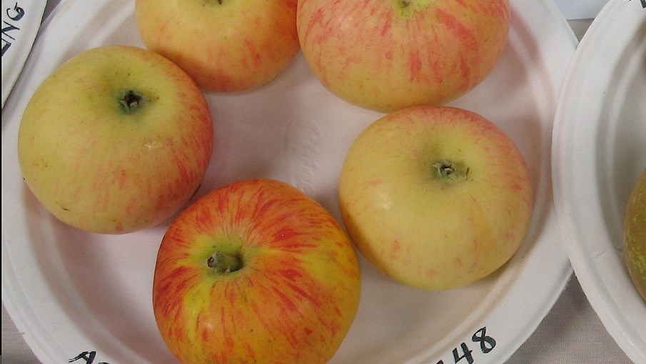 3 Most Popular Pennsylvanian Pome Fruits - TasteAtlas