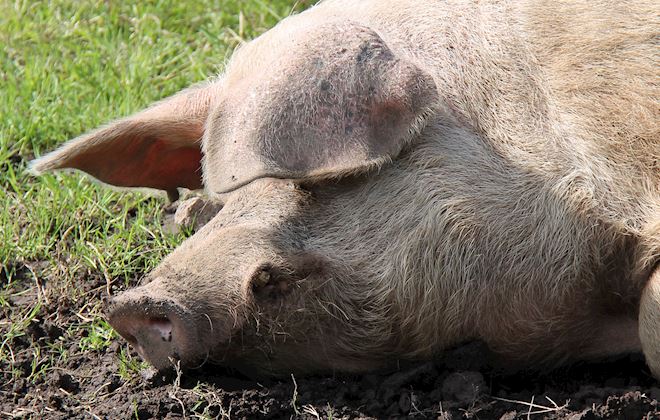 Porks of the World: 23 Pork Types | TasteAtlas