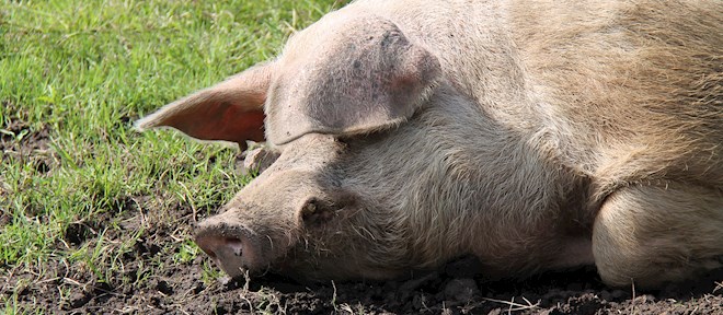 Porks of the World: 26 Pork Types | TasteAtlas