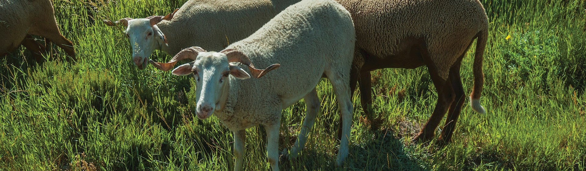 30 Best Lambs in Western Europe - TasteAtlas