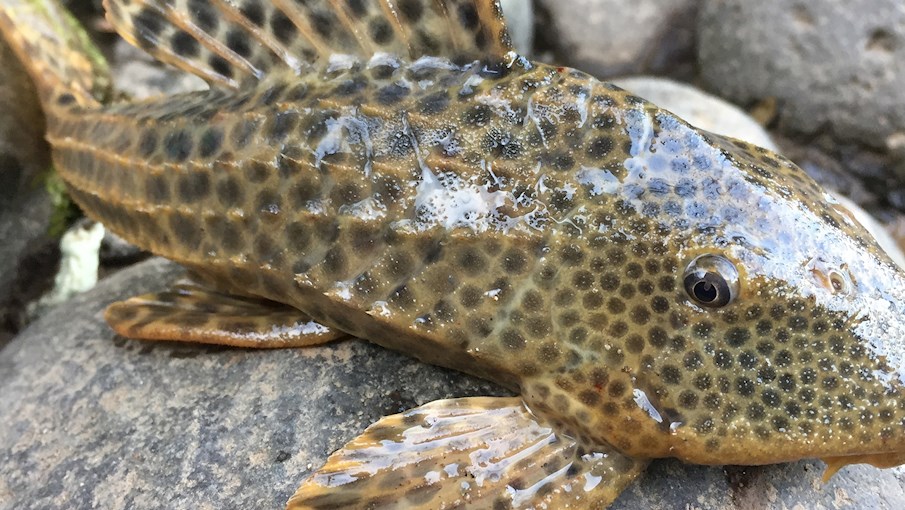 3 Best Fish in Peru - TasteAtlas