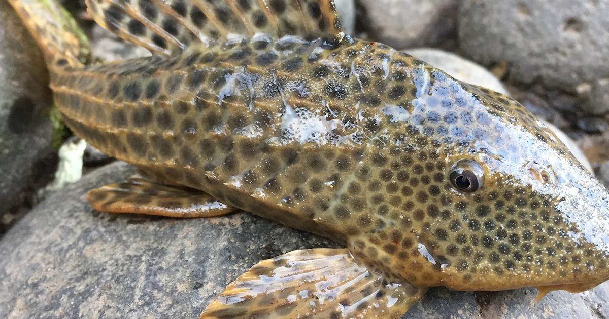 3 Best Fishes in Peru - TasteAtlas
