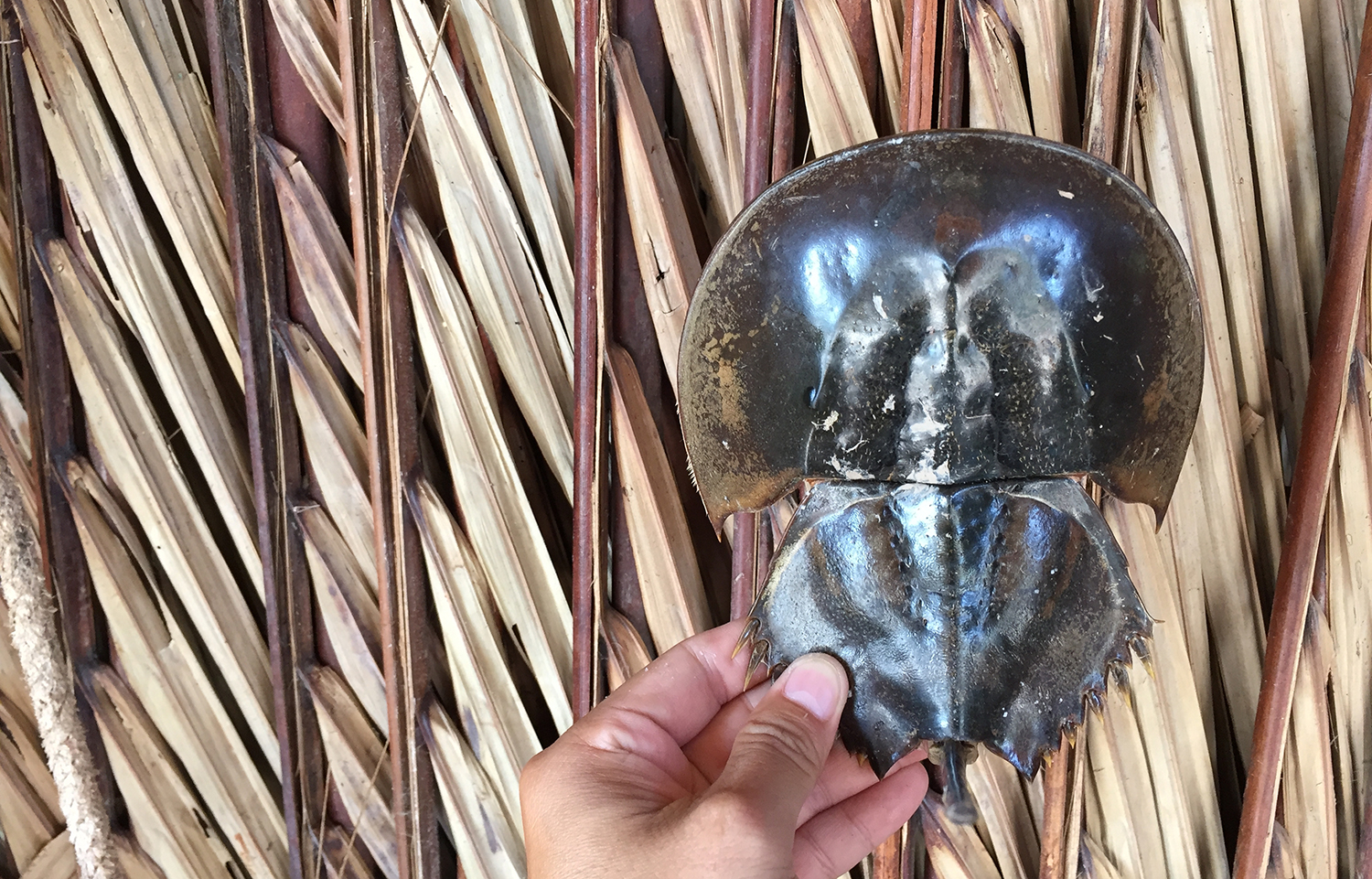 Sam Biển gò Công | Local Freshwater Crab From Gò Công, Southeast Asia