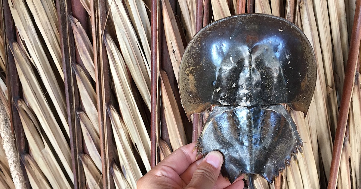 3 Best Shellfishes in Southeast Asia - TasteAtlas