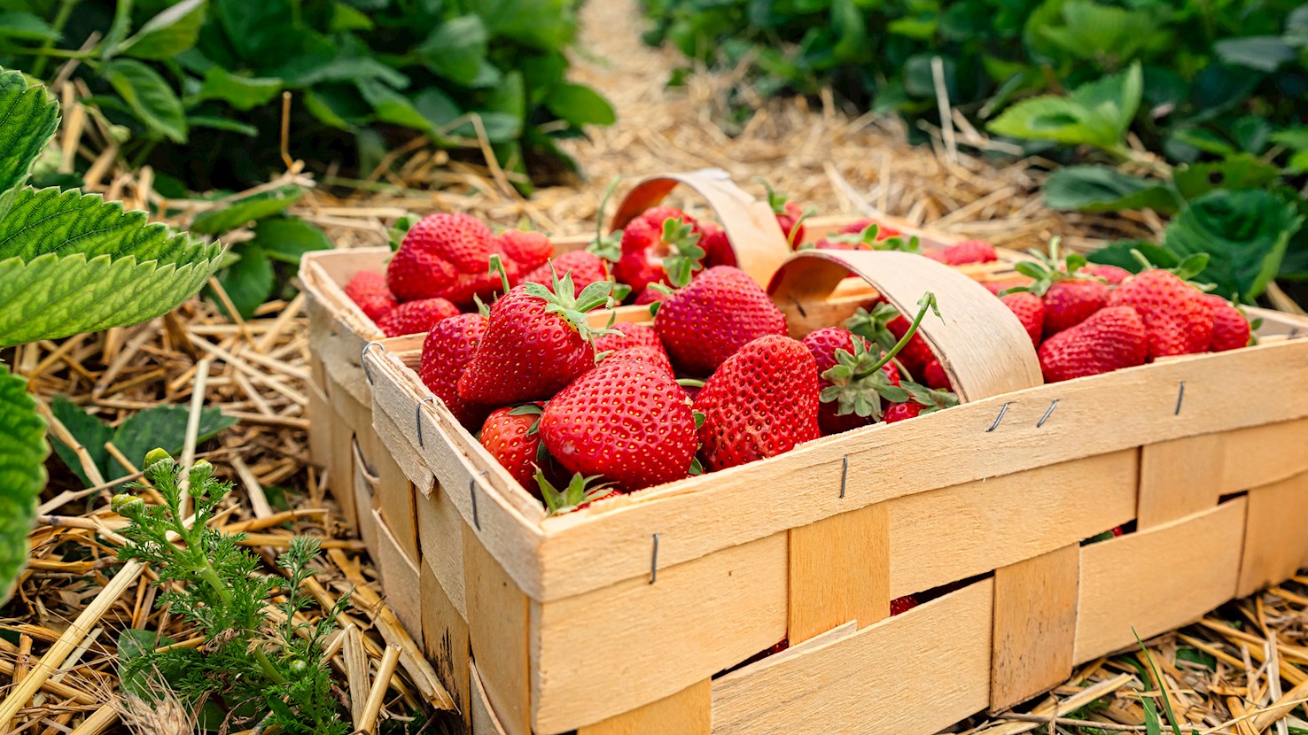 9 Best Strawberries in Western Europe - TasteAtlas