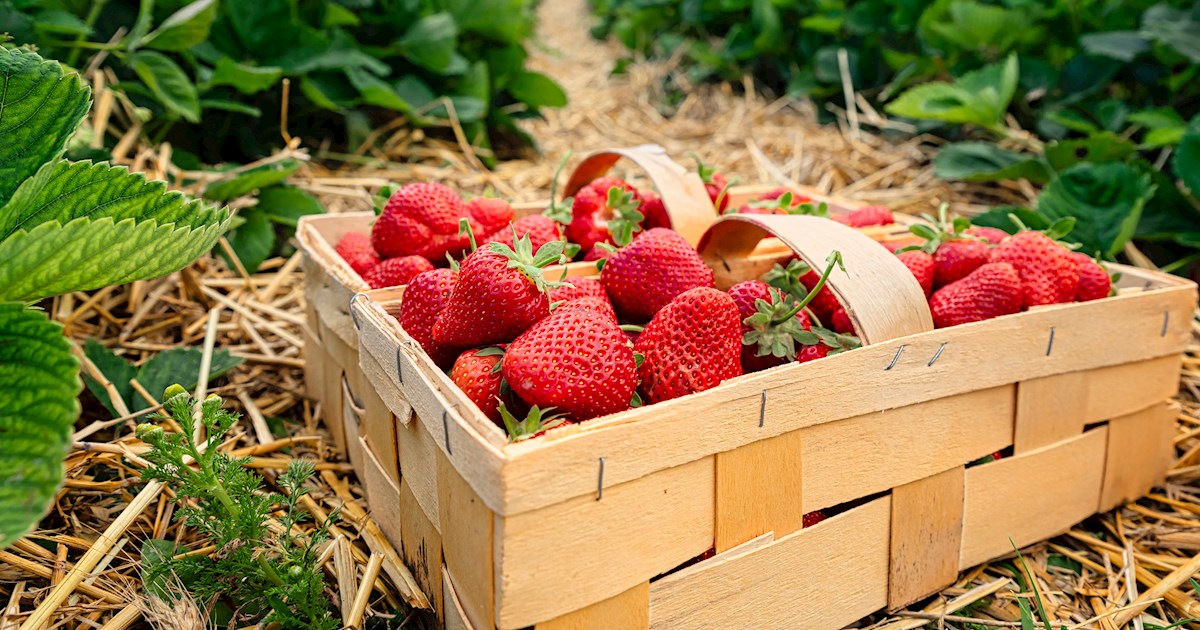 Fragola di Tortona | Local Strawberries From Tortona, Italy
