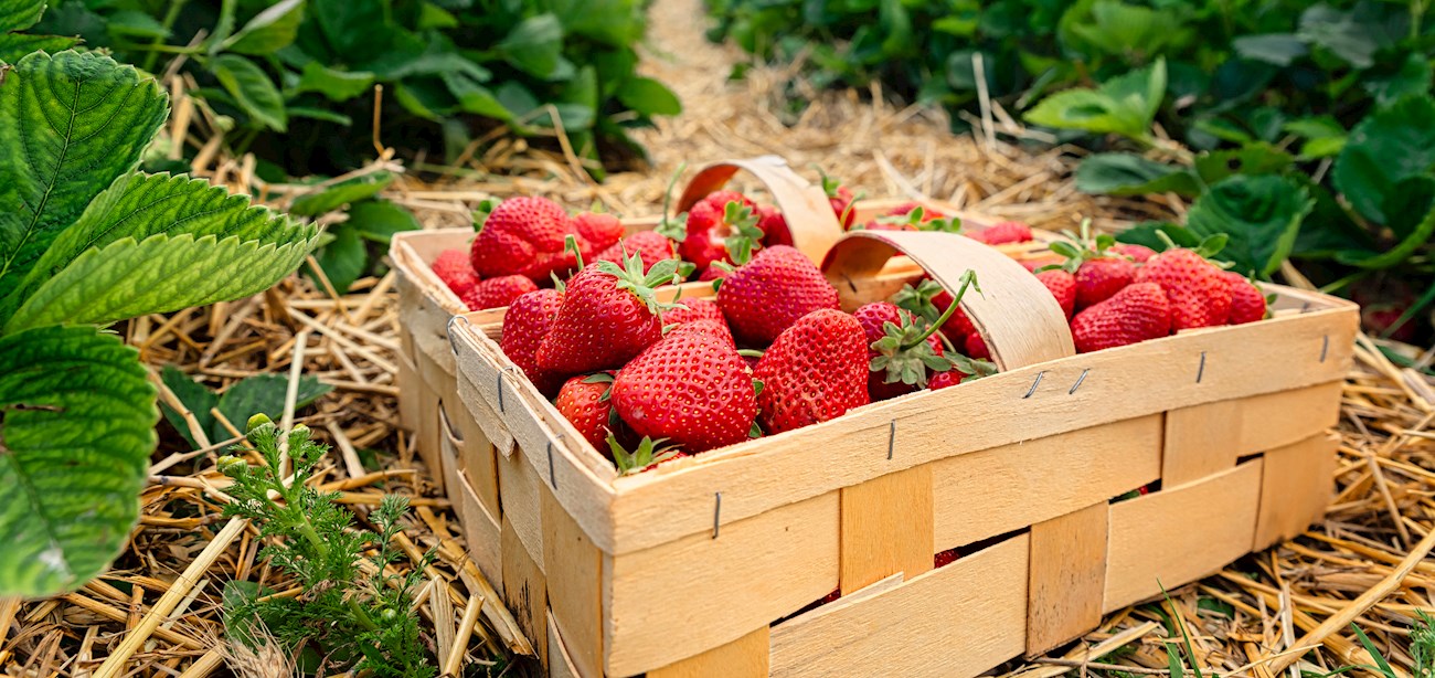 4 Most Popular Italian Berries - TasteAtlas