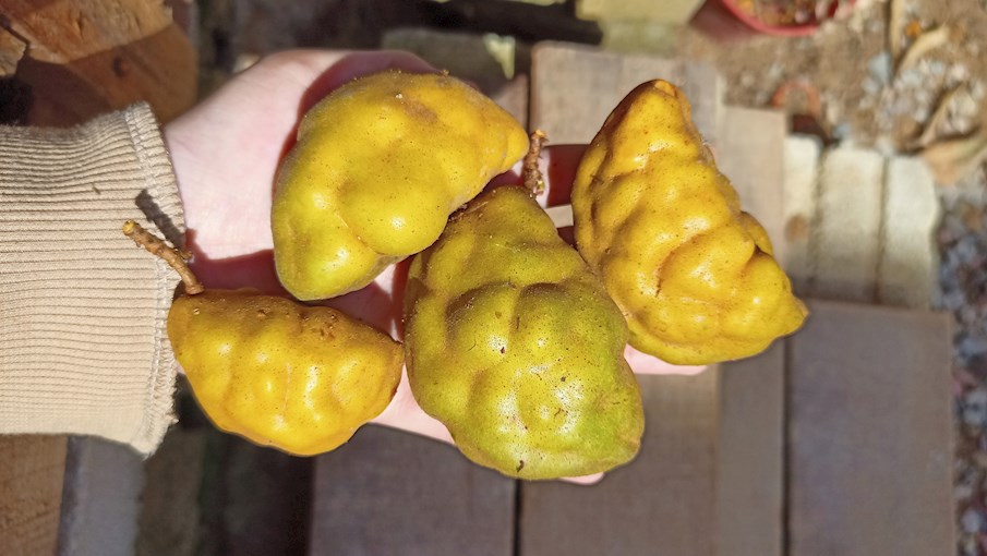 9 Most Popular Malaysian Fruits - TasteAtlas