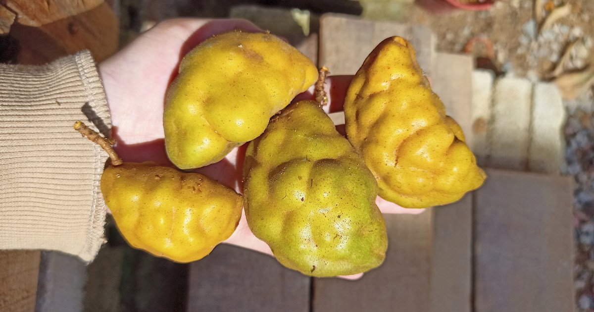 Namnam | Local Tropical Fruit From Malaysia, Southeast Asia
