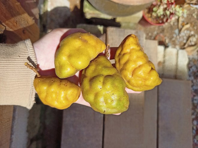 Southeast Asian Fruits: 21 Fruit Types in Southeast Asia | TasteAtlas