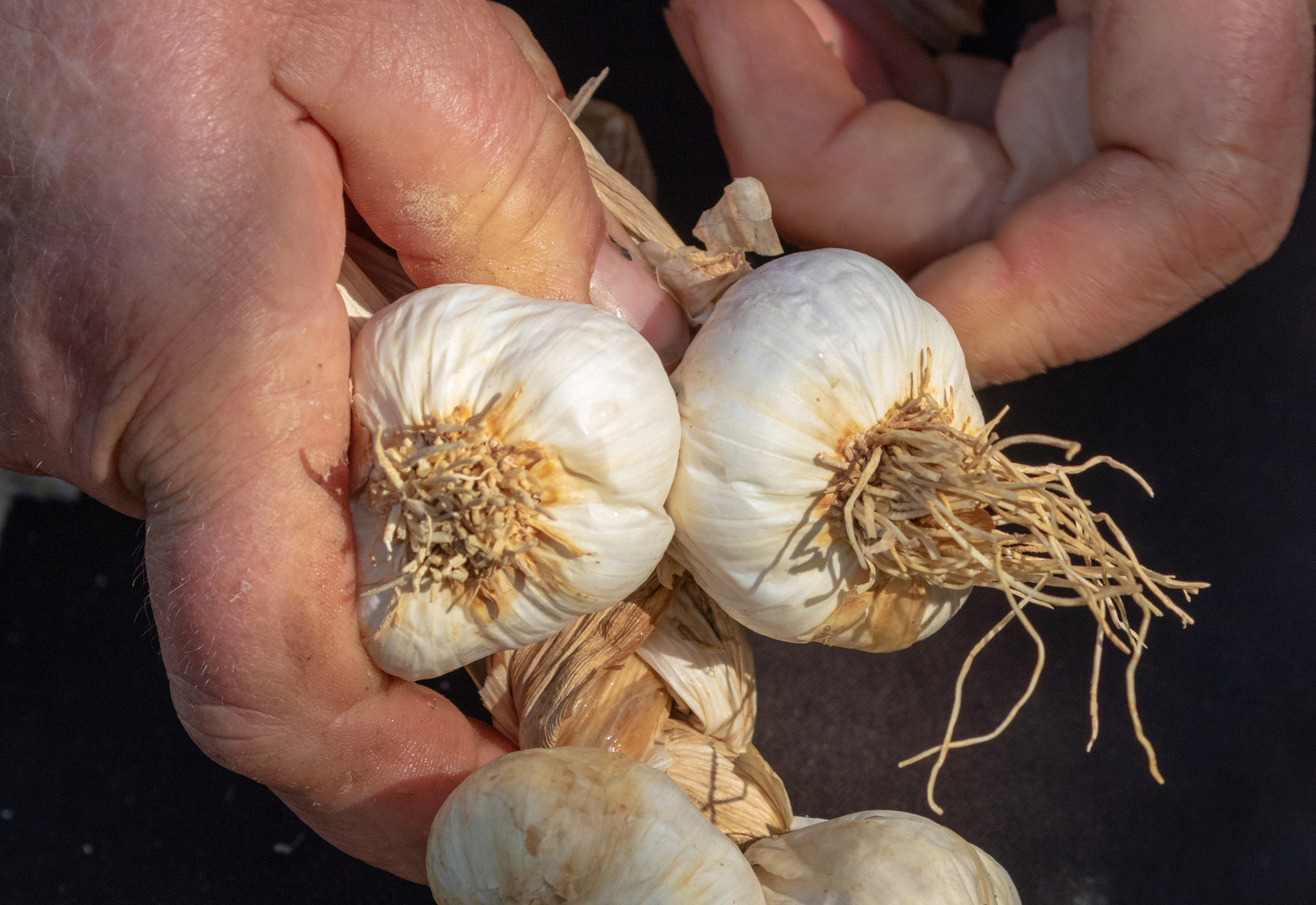 Ljubitovica Šarac Garlic | Local Garlic From Ljubitovica, Croatia