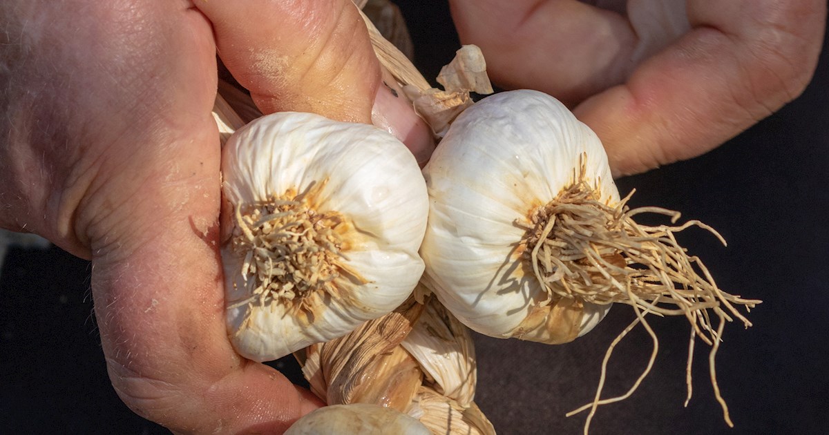 Ljubitovački Šarac | Local Garlic From Ljubitovica, Croatia